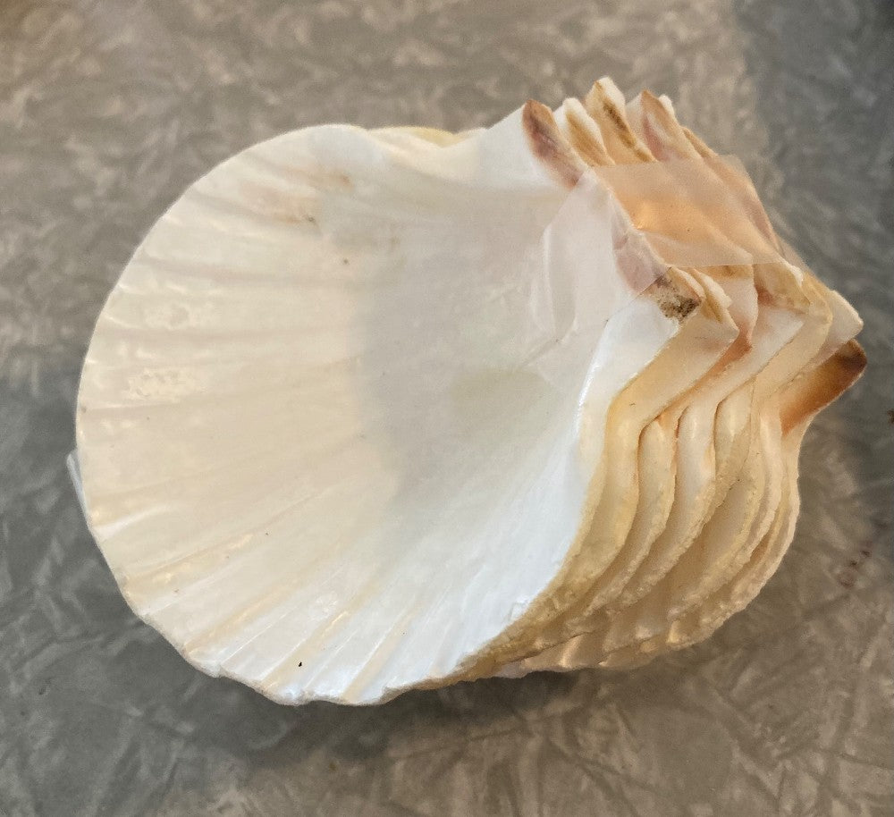 SET/9 Escargot Clam Shells RSV – Bliss Marketplace